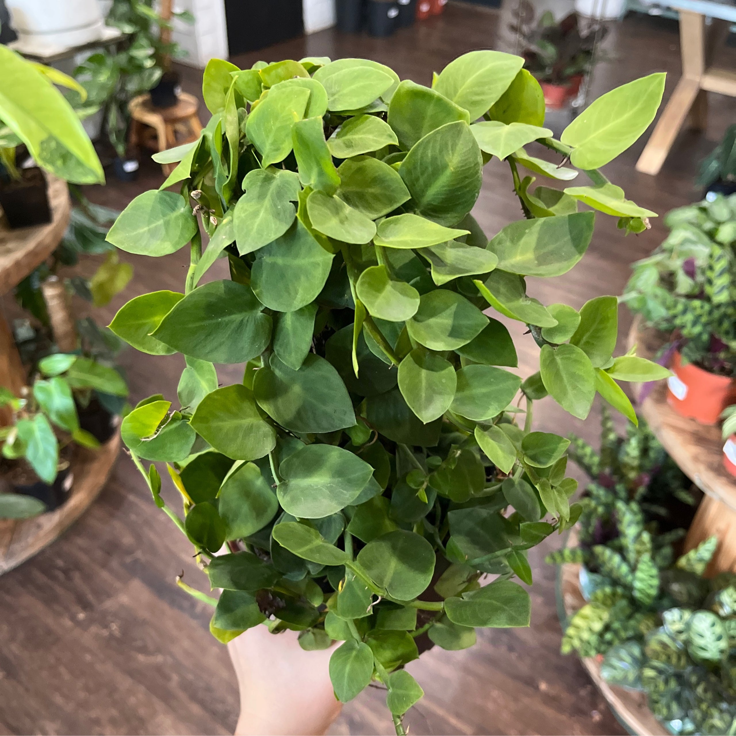 Rhaphidophora Hayi 'Shingle Plant' 6" | Plantstay | Gainesville ...