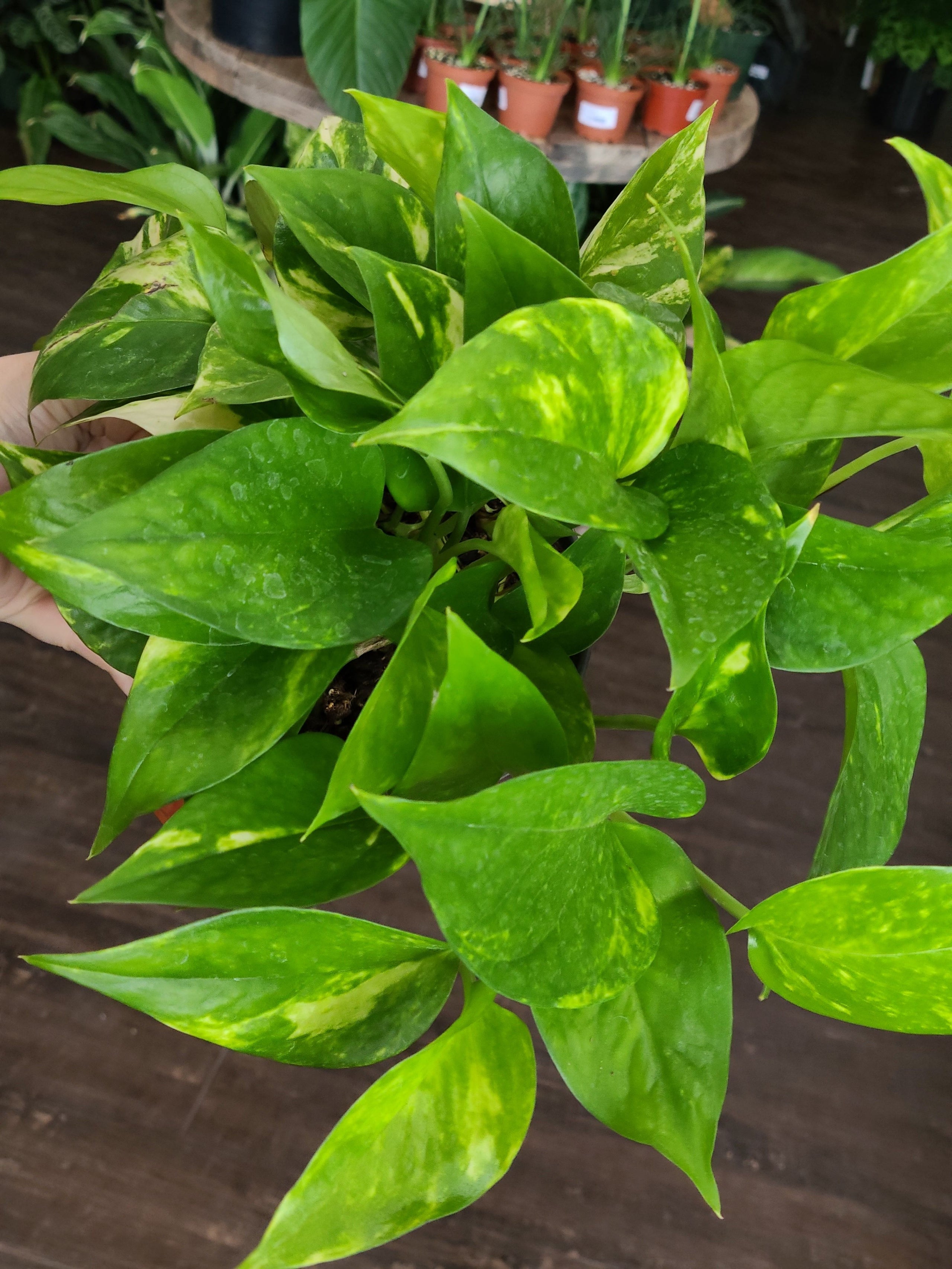 Epipremnum Aureum 'Golden Pothos' 4" | Plantstay | Gainesville ...